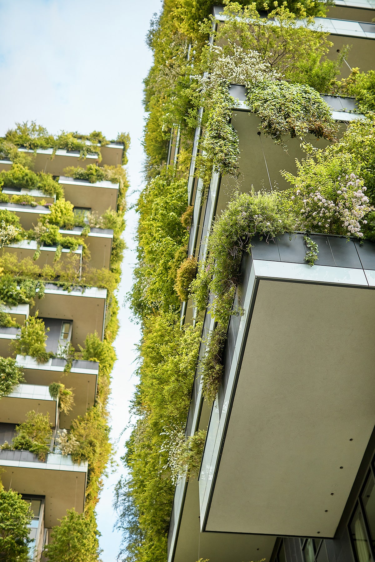 Laura Gatti. La donna che pensa come un albero - Portanuova